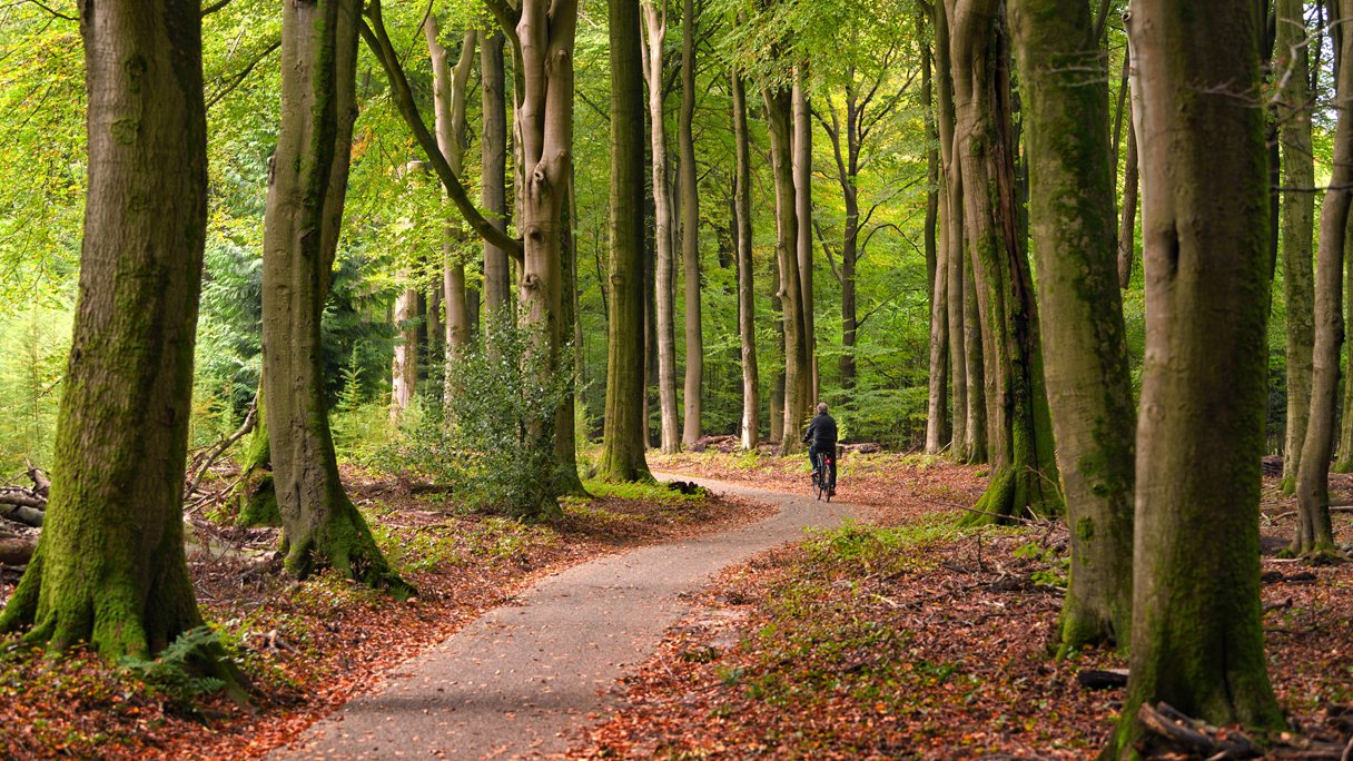 Fietsroute Door de Brabantse Bossen | PlusOnline